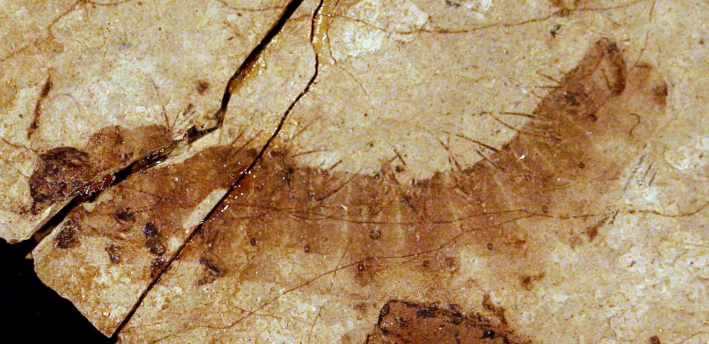 | UCM4608_CaterpillarFossil Insect Collection